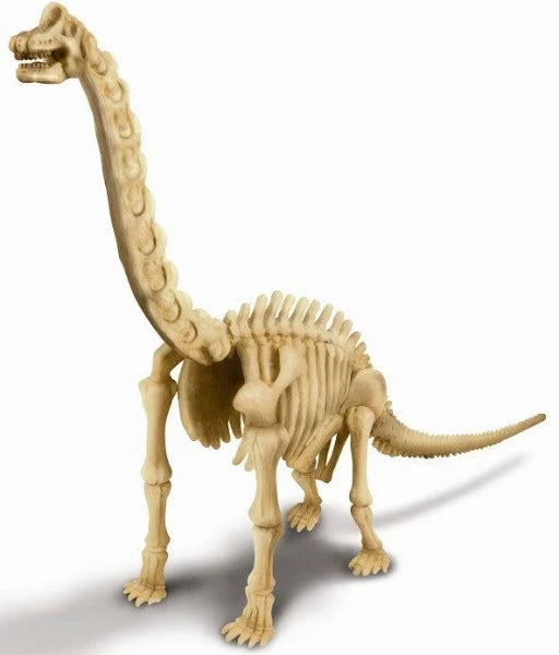 Dig A Brachio Skeleton – Butterfly Creek Gift Shop